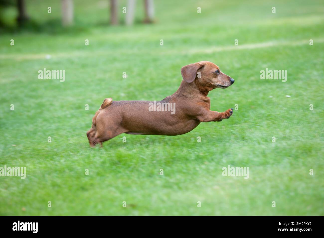 Dog - Miniature Short Haired Dachshund - running Stock Photo - Alamy