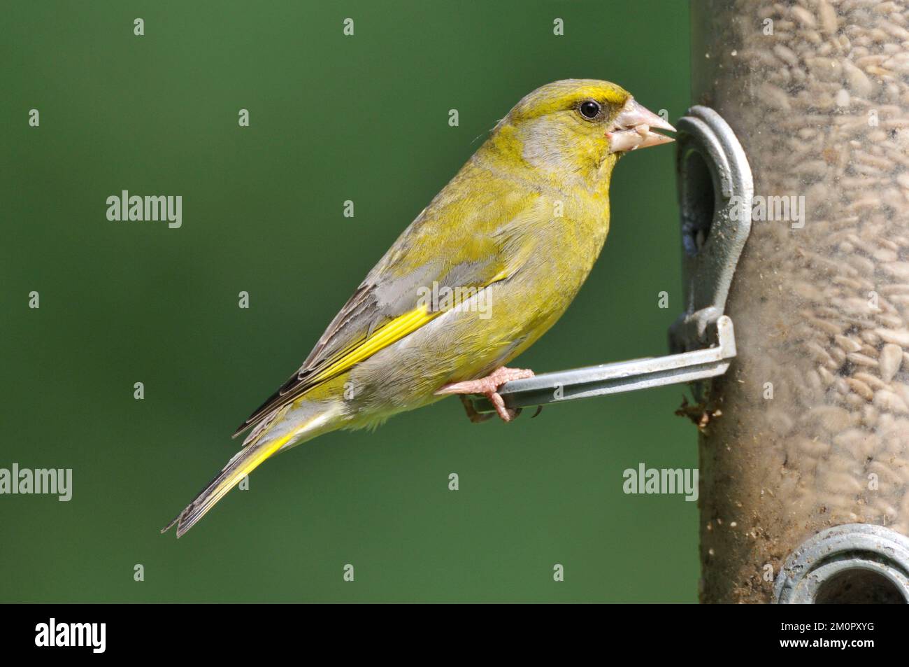 Greenfinches garden feeder hi-res stock photography and images - Alamy