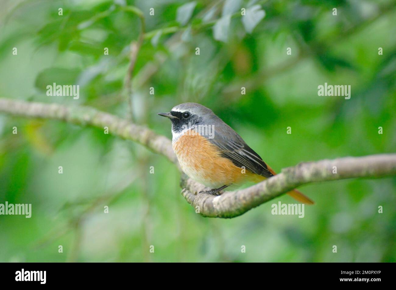 Branch bird birds hi-res stock photography and images - Alamy