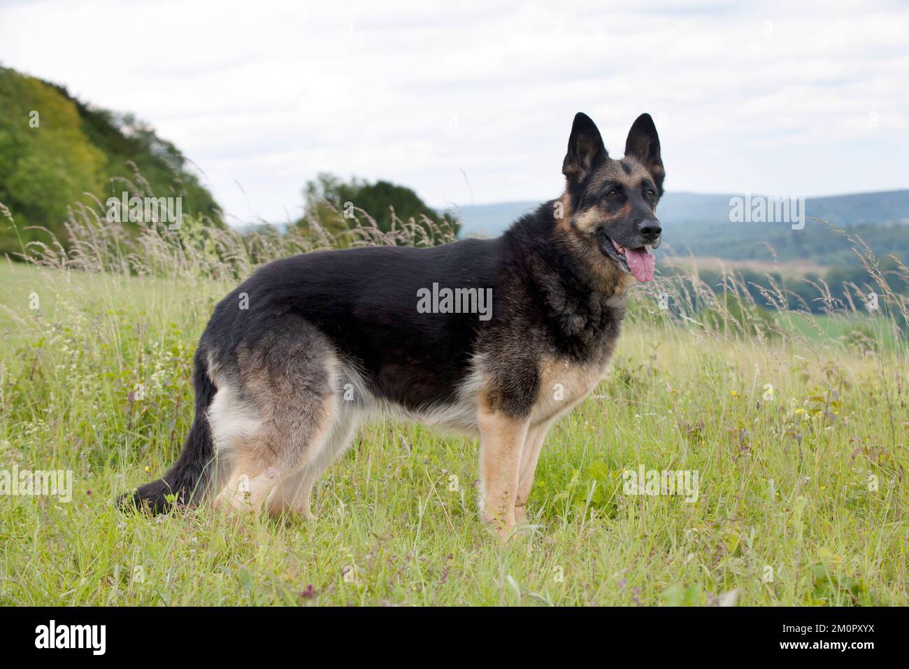 Dog german shepherd hi-res stock photography and images - Alamy