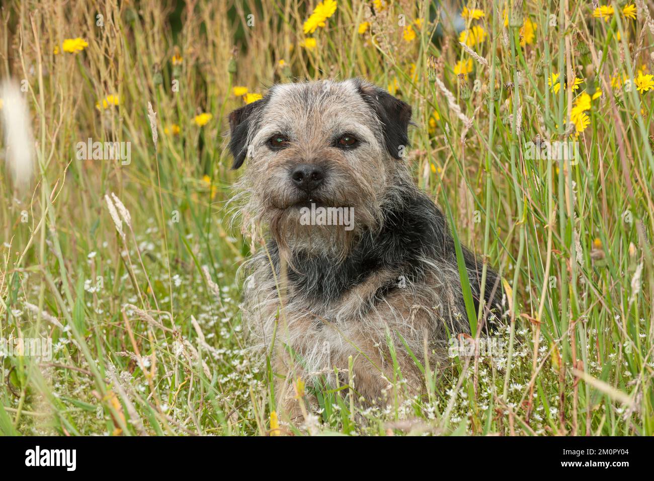 Border terrier hi-res stock photography and images - Alamy