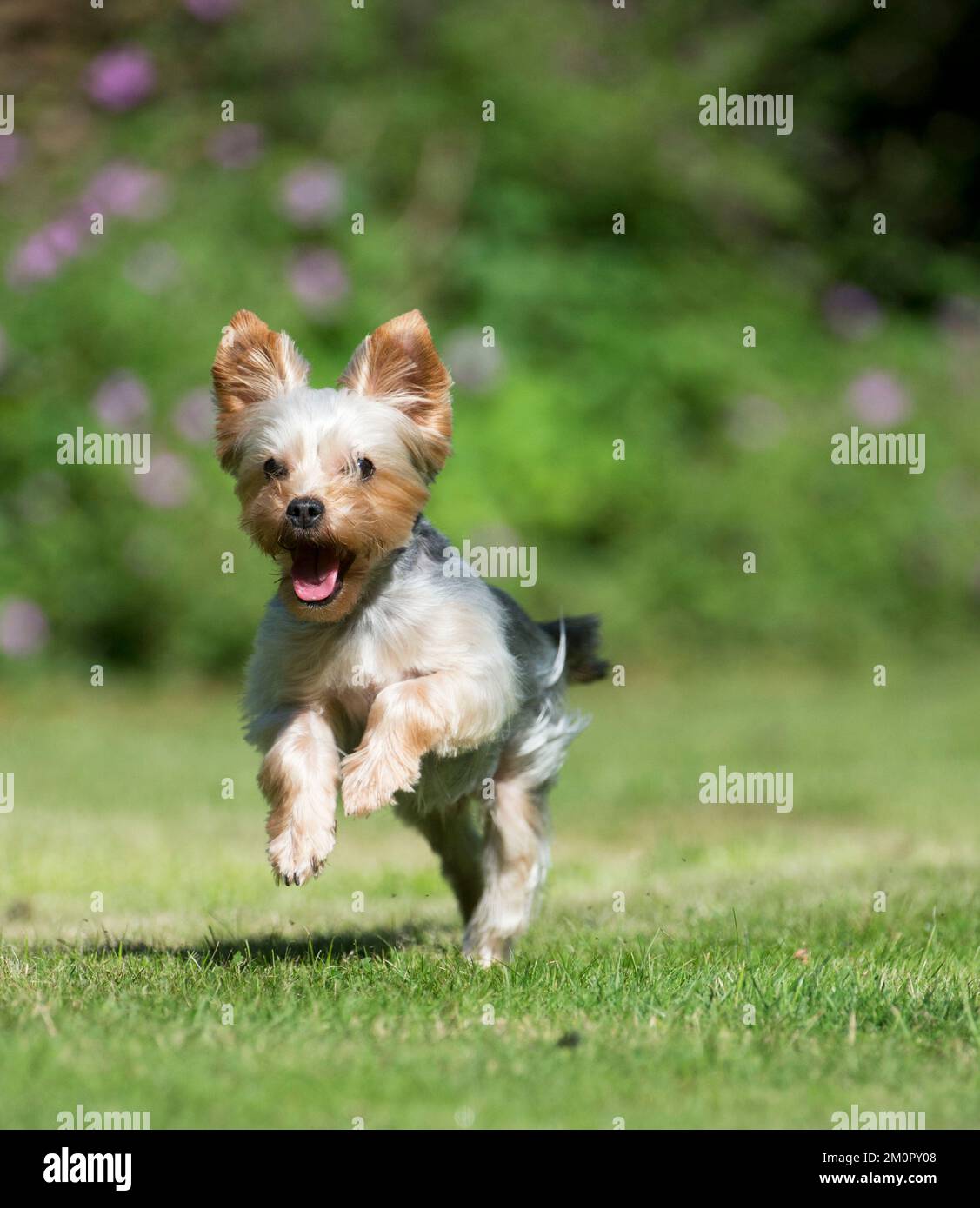 DOG - Yorkshire terrier running in garden Stock Photo - Alamy