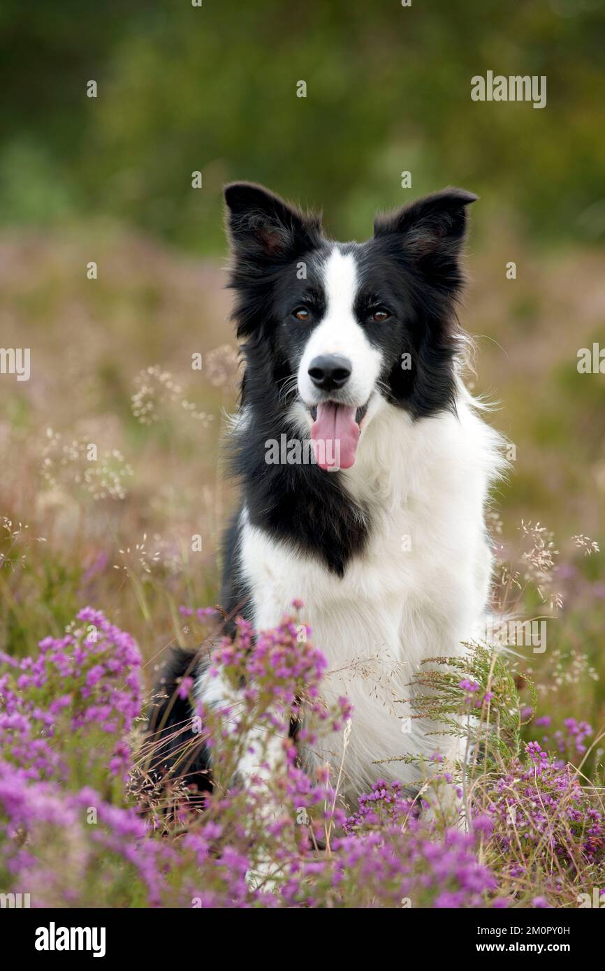DOG - Border collie Stock Photo - Alamy