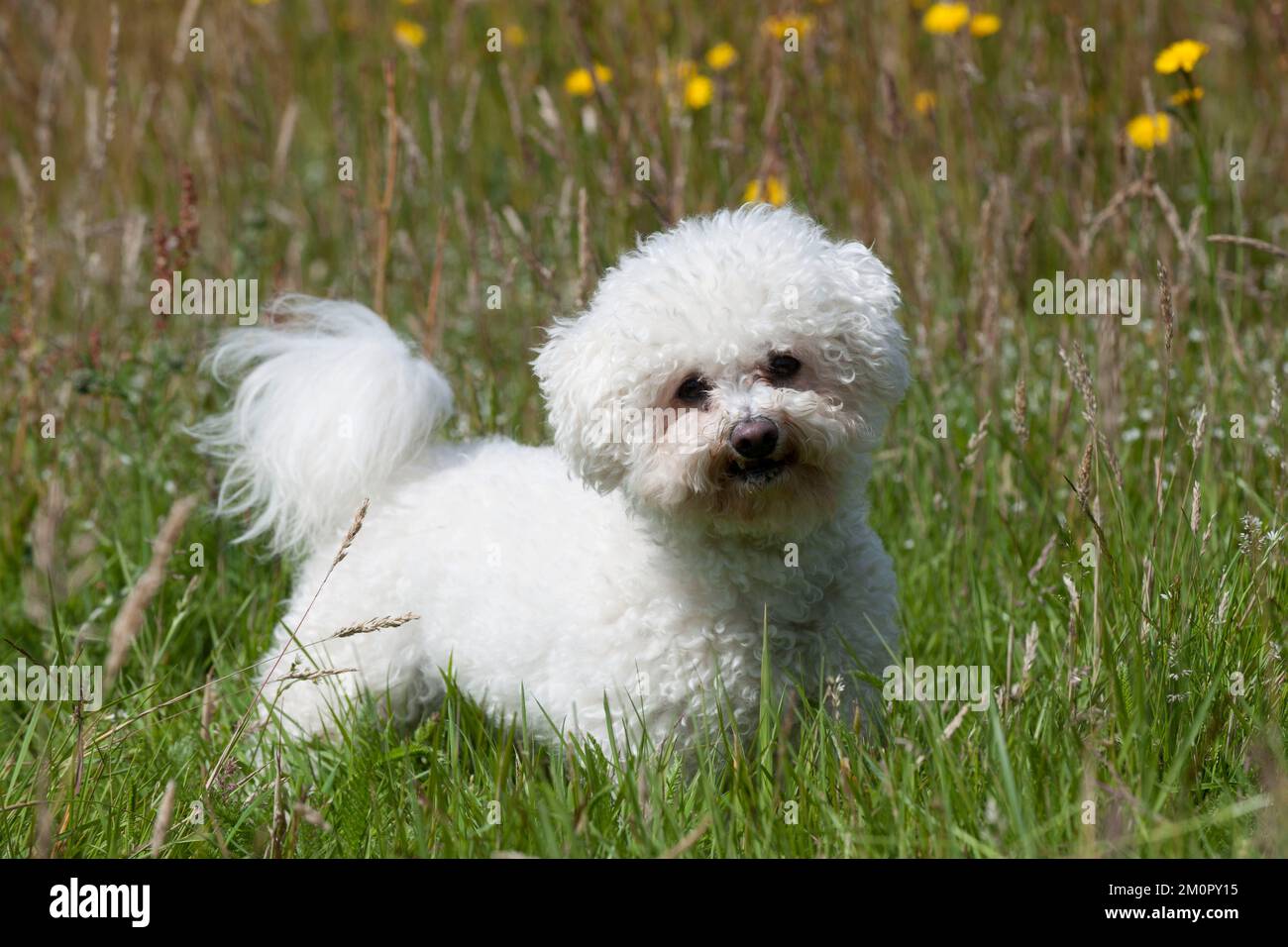 DOG - Bichon frise Stock Photo - Alamy
