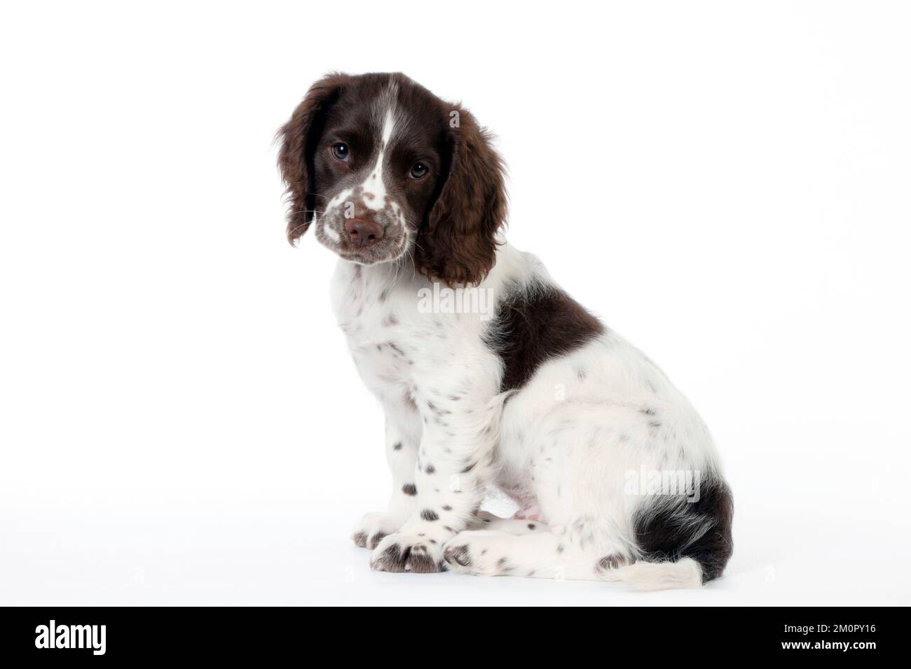 English springer spaniel puppy hi-res stock photography and images - Alamy
