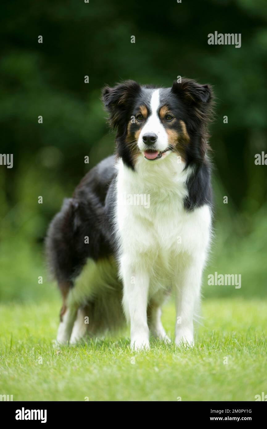 DOG - Border collie standing in the garden Stock Photo - Alamy