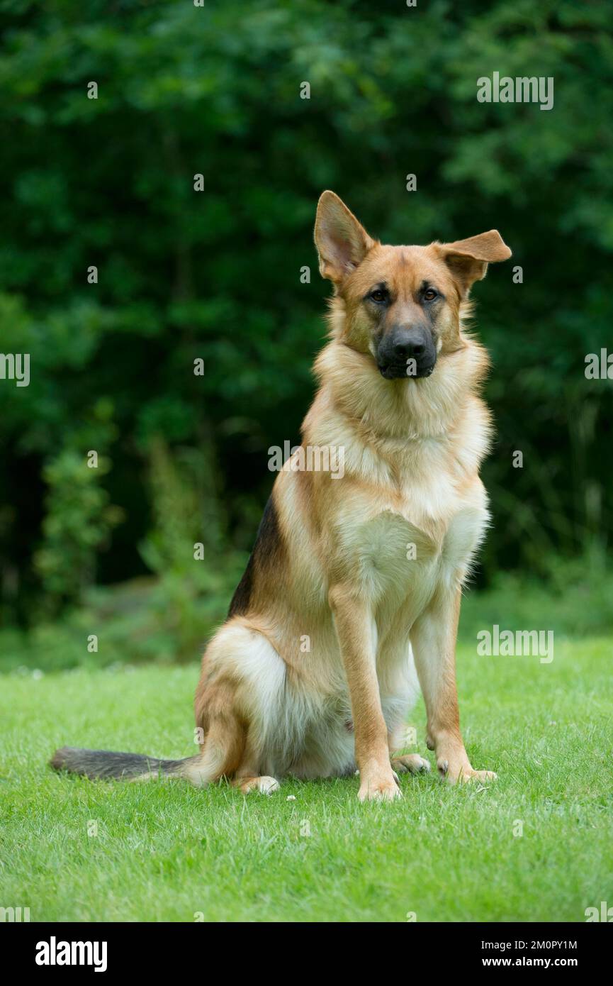 DOG - German shepherd dog - with one ear pointed Stock Photo - Alamy