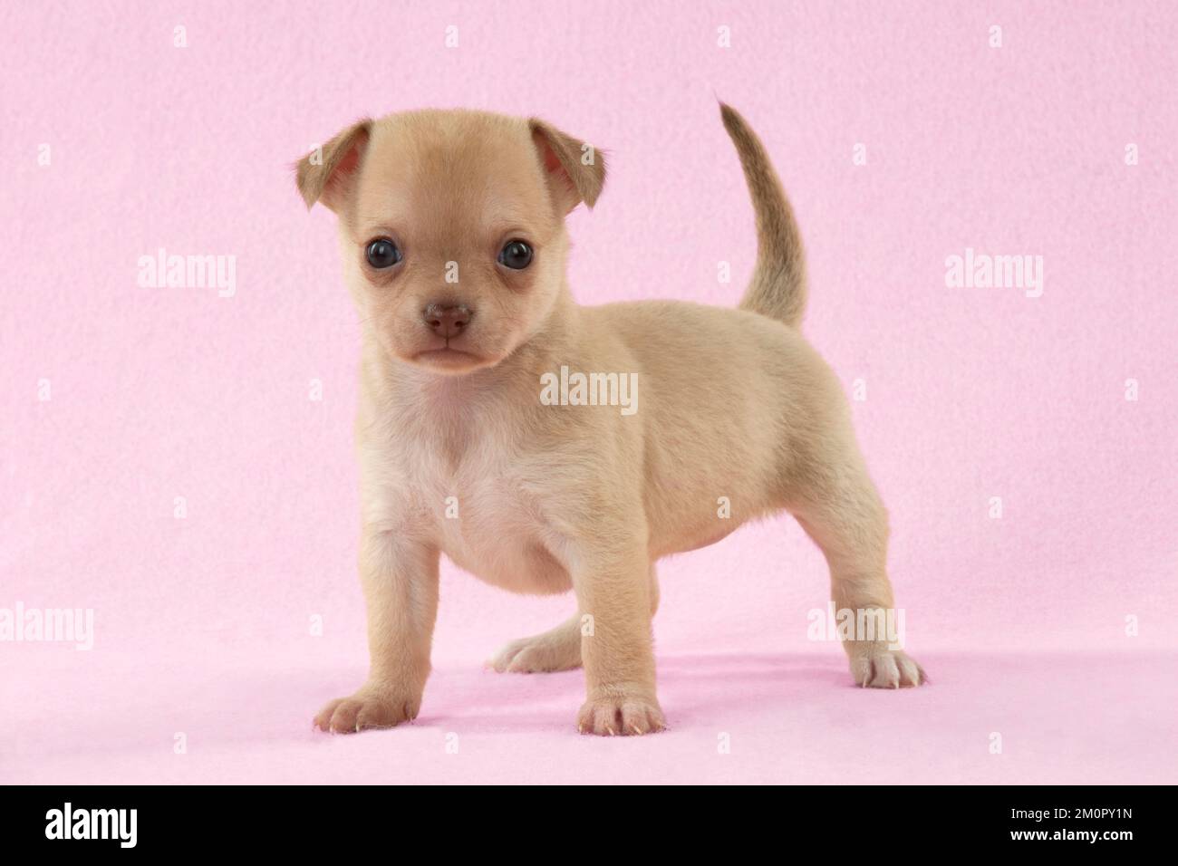 DOG - Chihuahua puppy (6 weeks Stock Photo - Alamy