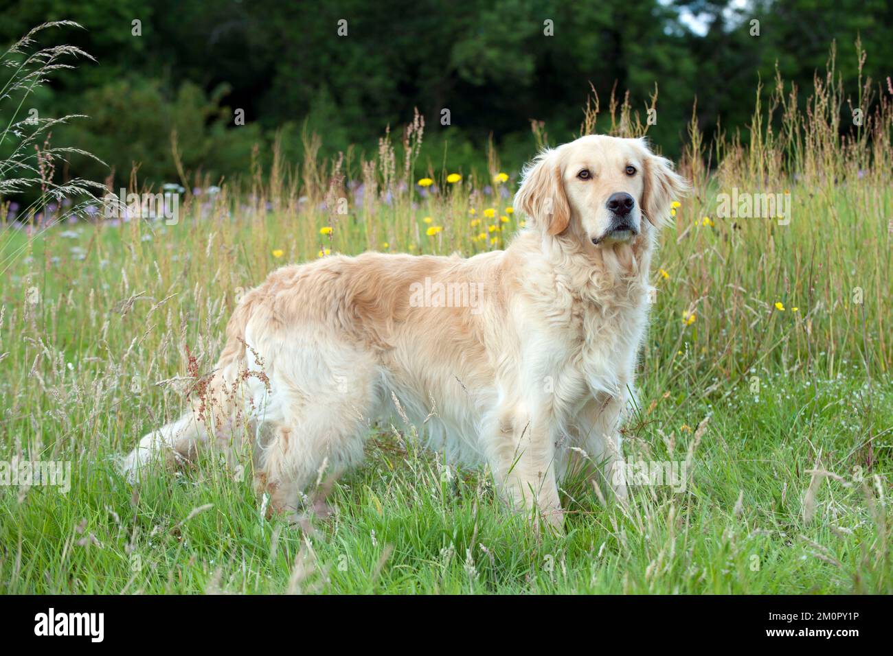 Yellow golden retriever hi-res stock photography and images - Alamy