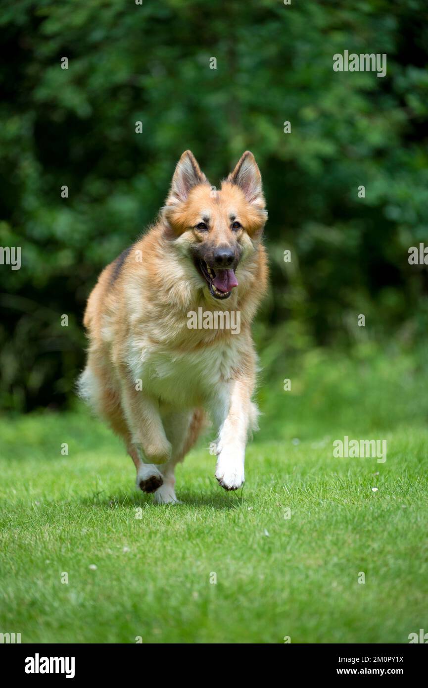 DOG - German shepherd dog - running through garden Stock Photo - Alamy