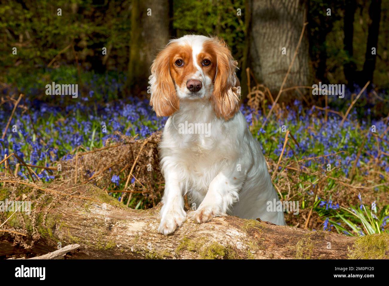 Working cocker spaniel hi-res stock photography and images - Alamy