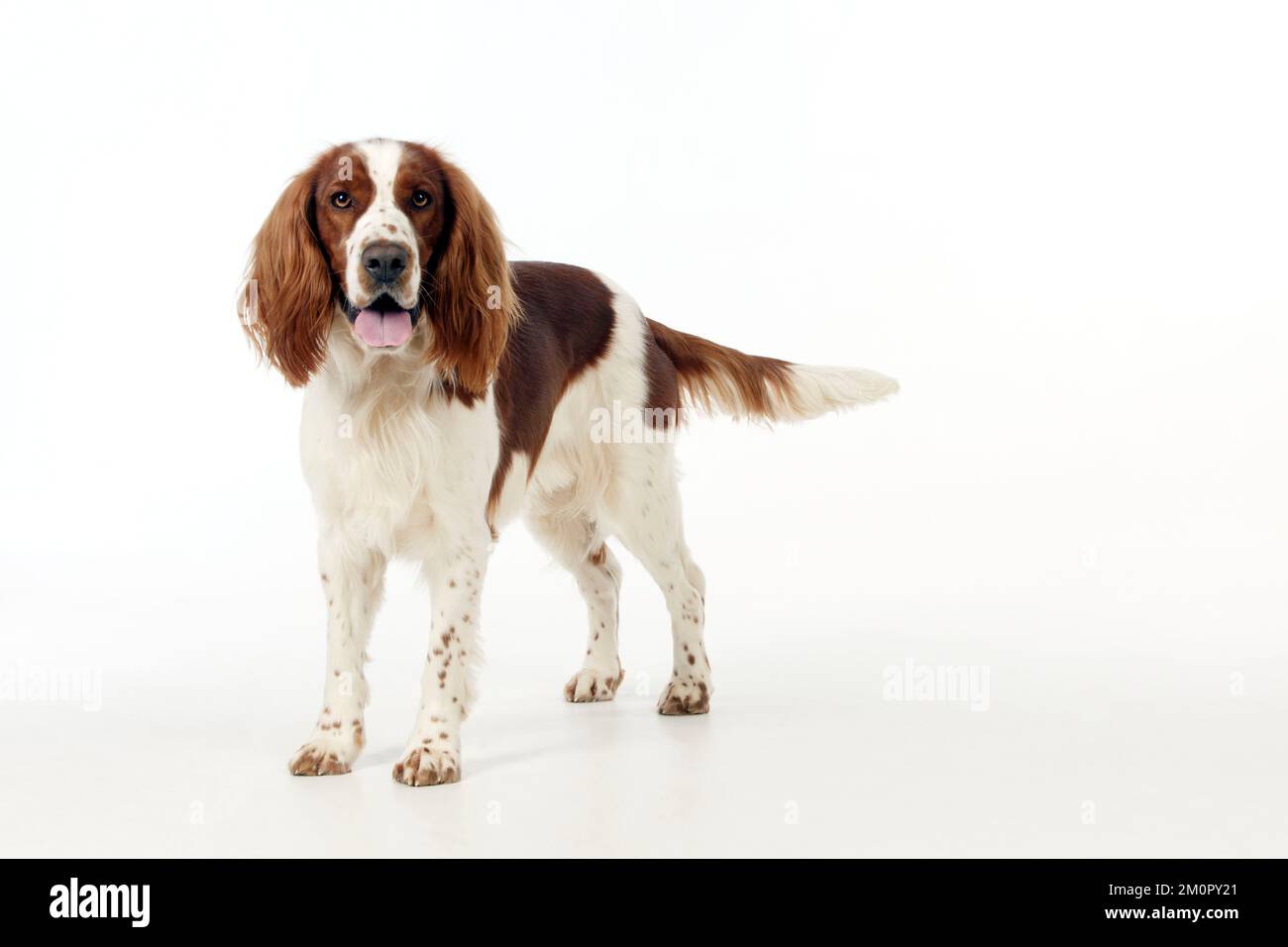 DOG - Welsh springer spaniel Stock Photo - Alamy