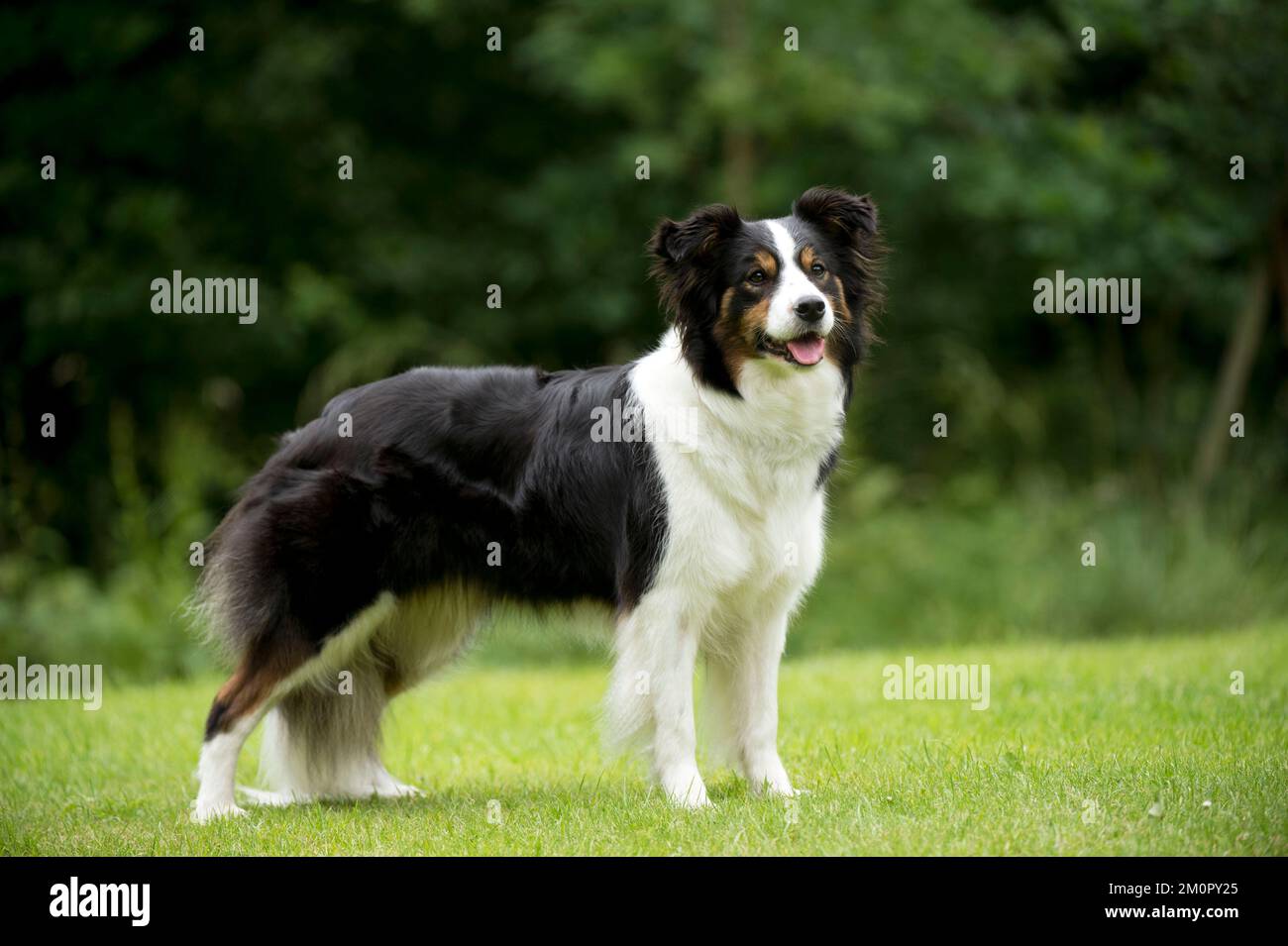 DOG - Border collie standing in the garden Stock Photo - Alamy