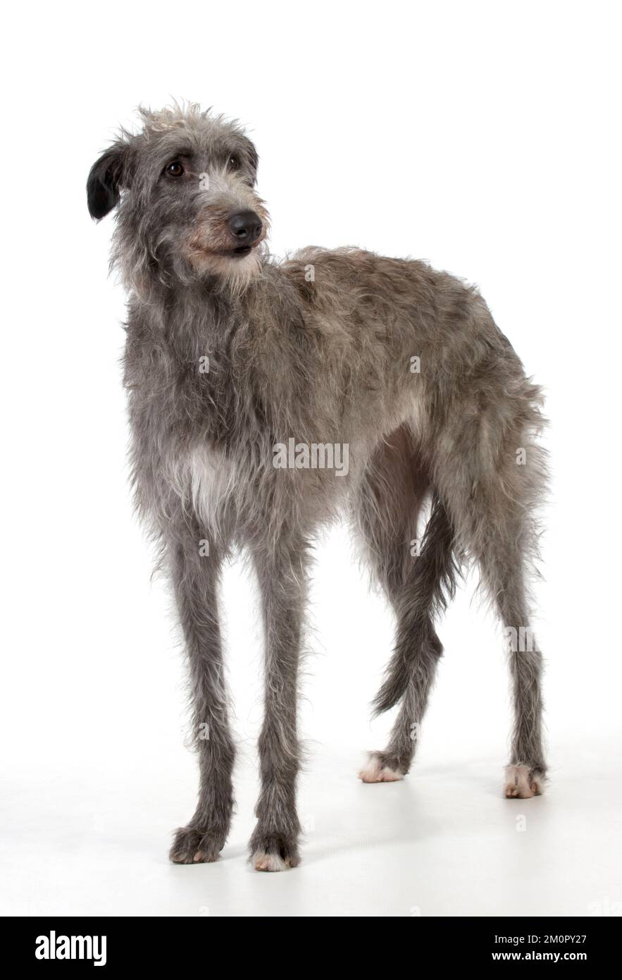 DOG - Deerhound Stock Photo - Alamy