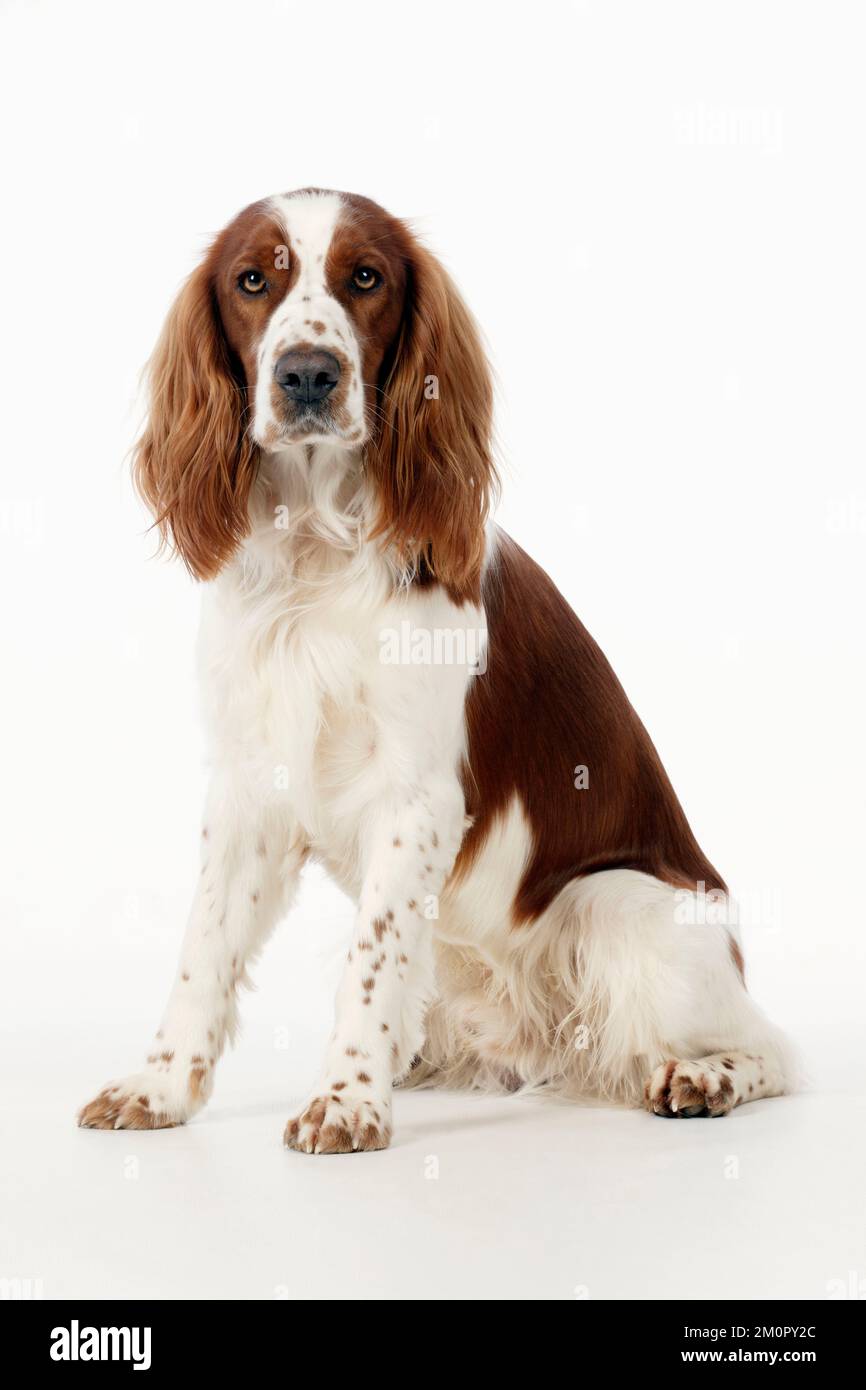 DOG - Welsh springer spaniel sitting Stock Photo - Alamy