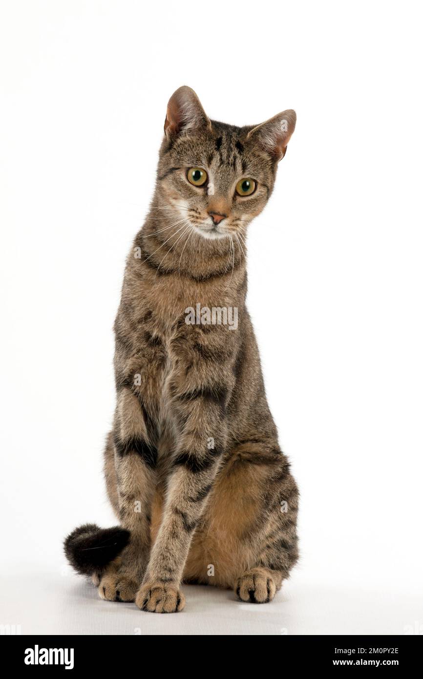 CAT - Tabby cat sitting Stock Photo - Alamy