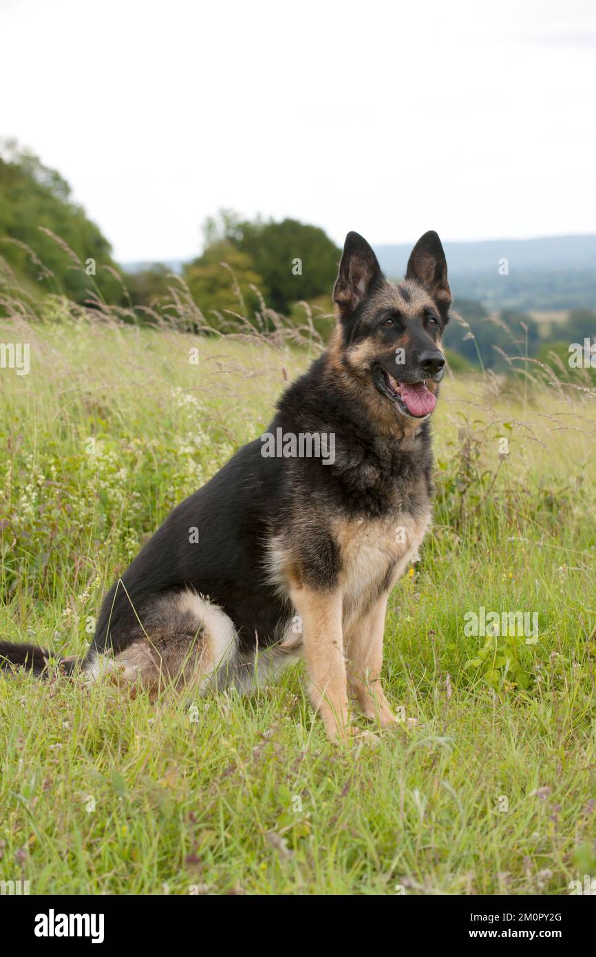 German shepherd on grass hi-res stock photography and images - Alamy