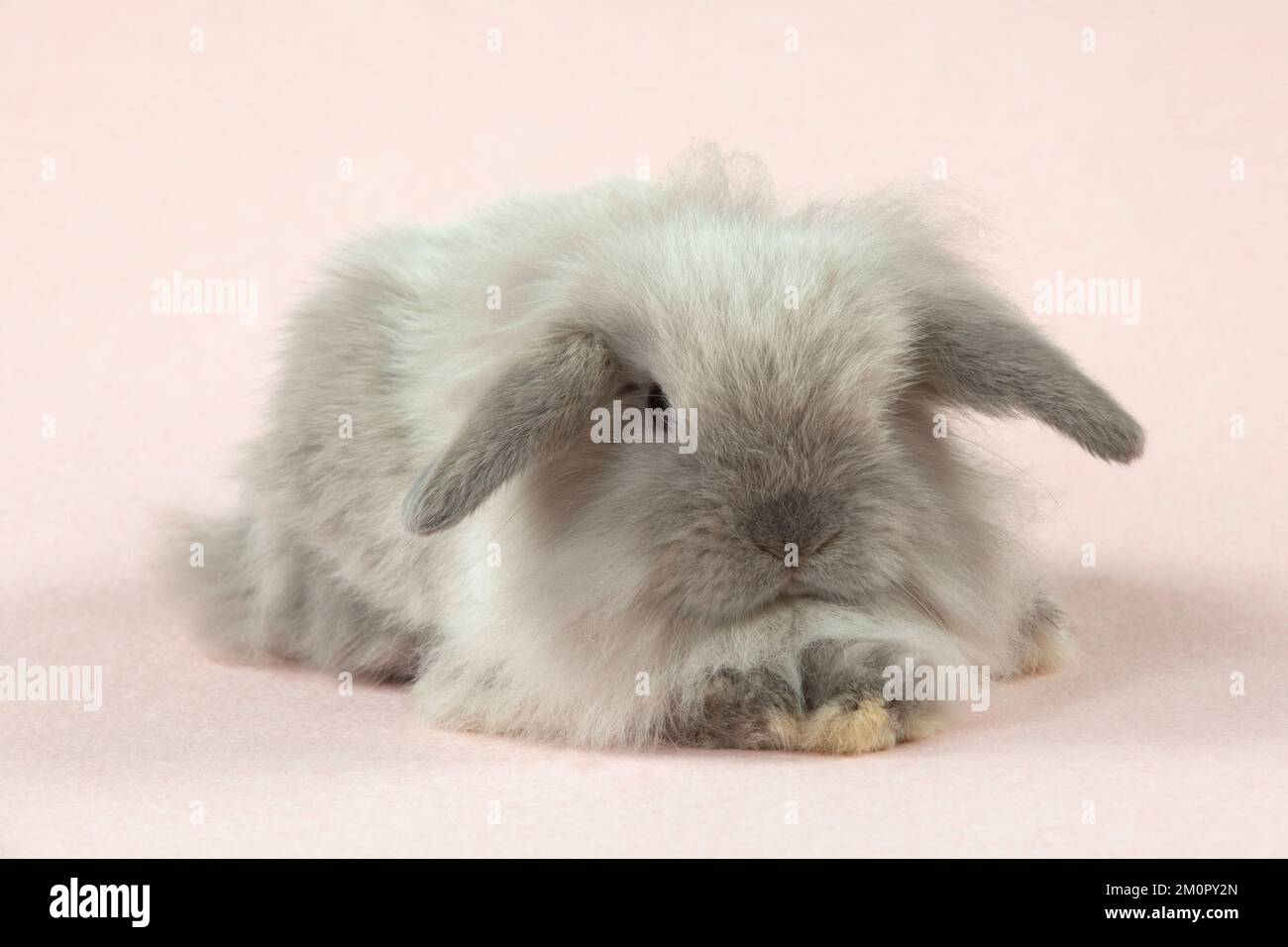 RABBIT - Dwarf rabbit Stock Photo - Alamy