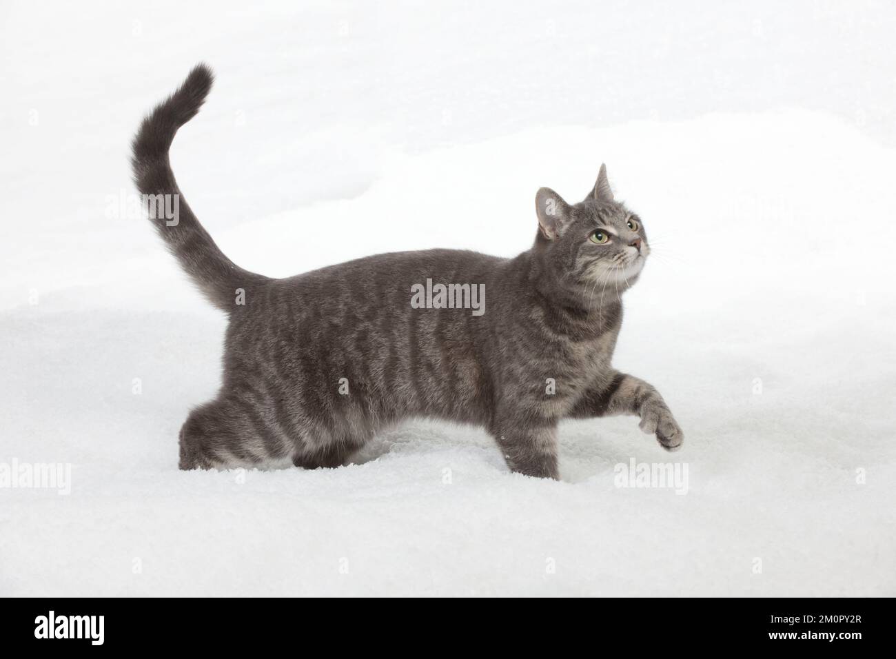 Through walking hi-res stock photography and images - Alamy