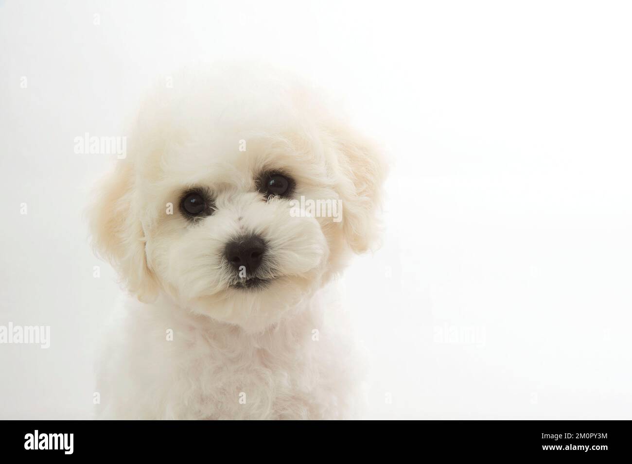 Baby bichon frise hi-res stock photography and images - Alamy