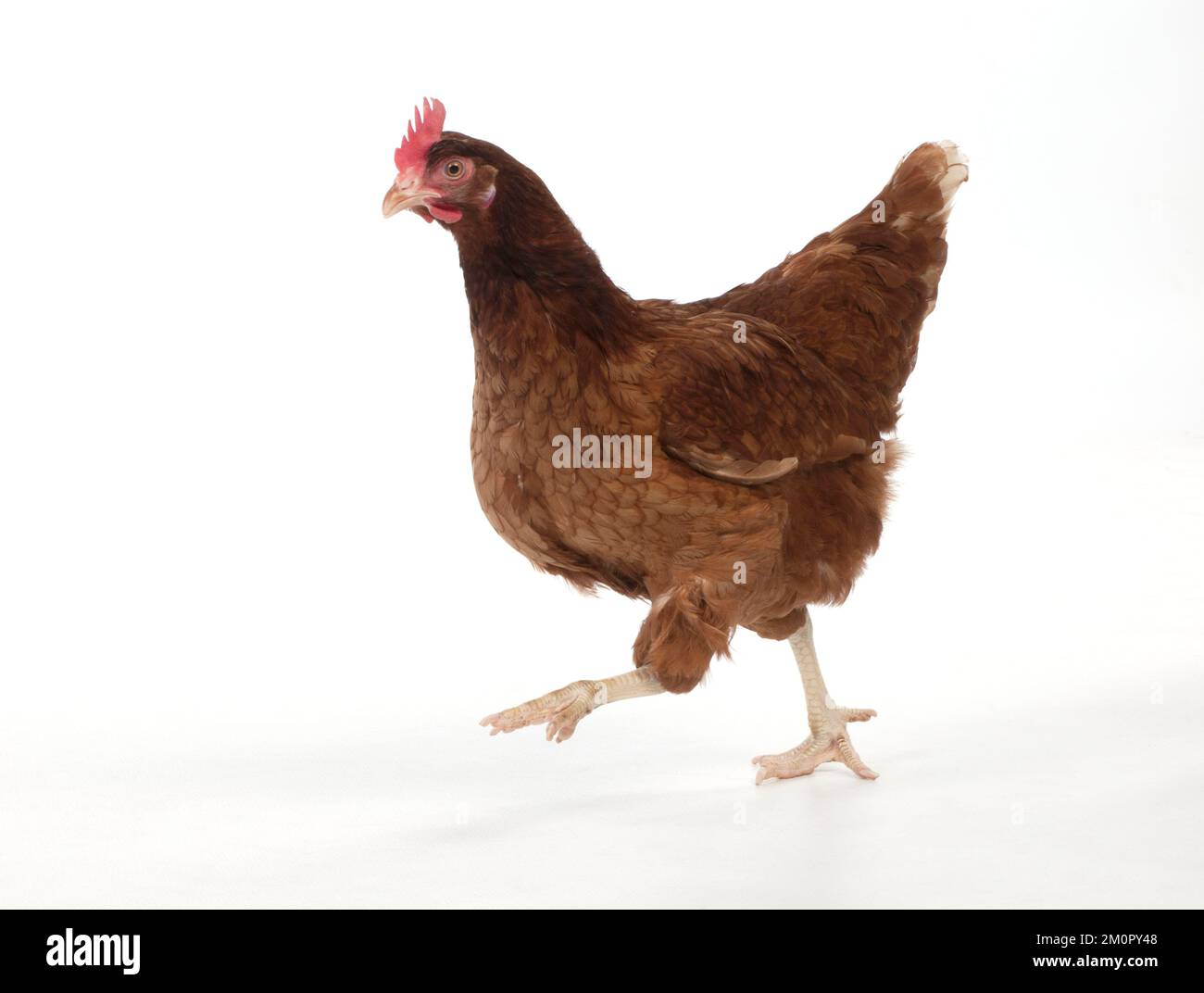 Bird - Poultry Chicken running Stock Photo - Alamy Bird - Poultry Chicken running Stock Photo - Alamy