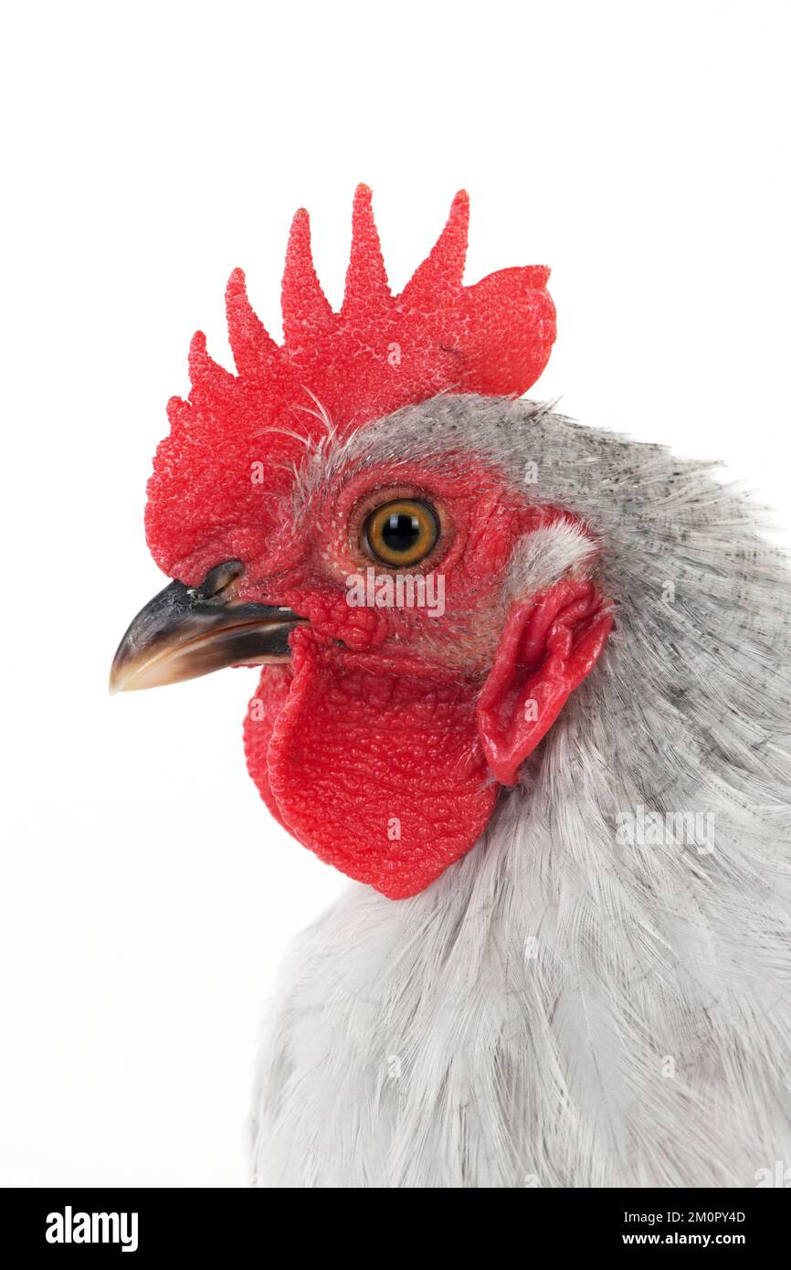 CHICKEN - Peking bantam Stock Photo - Alamy