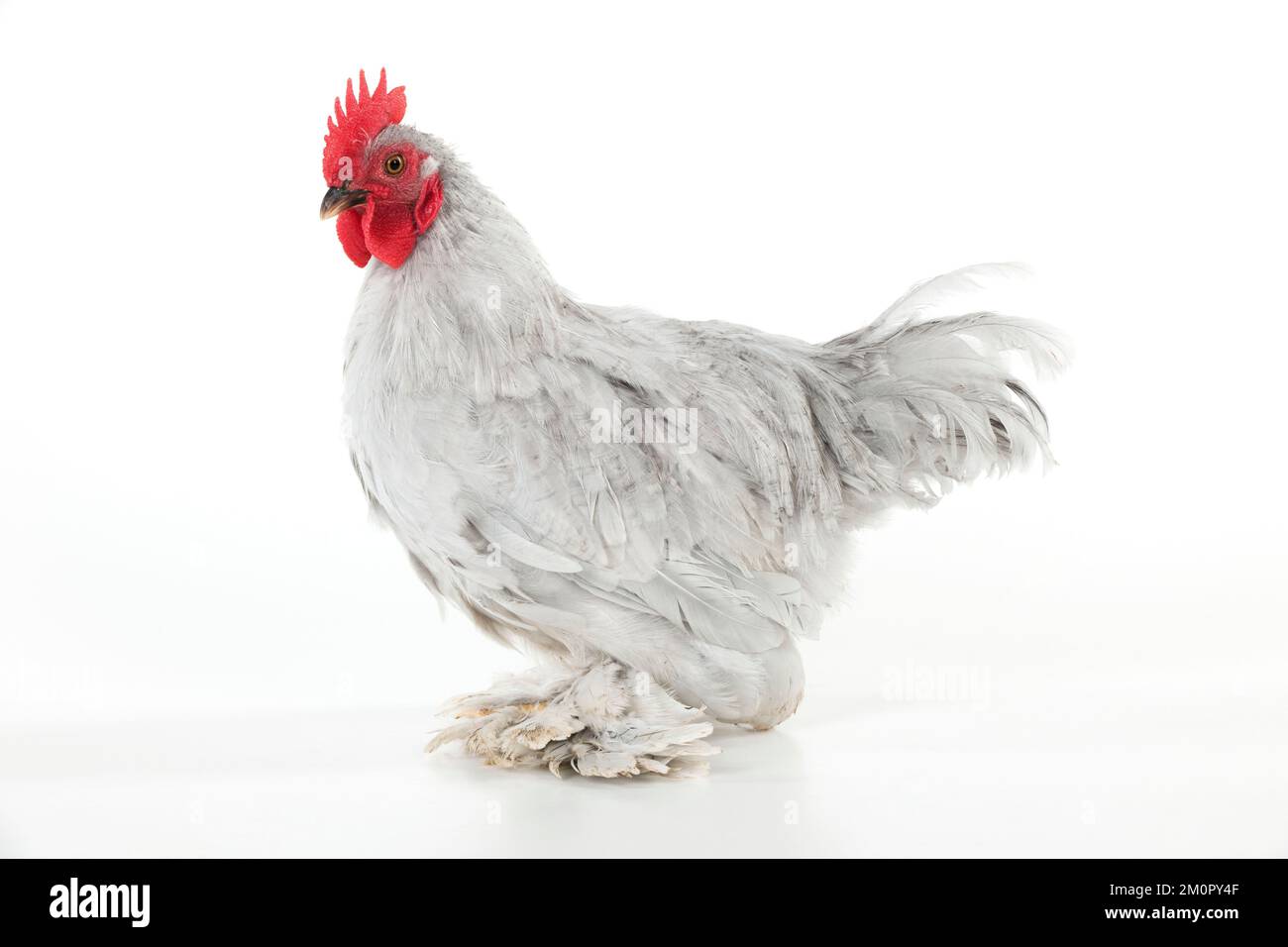 CHICKEN - Peking bantam Stock Photo - Alamy