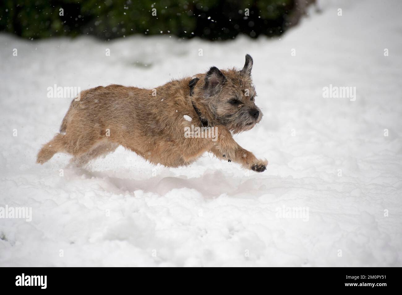 DOG - Border terrier running through snow Stock Photo - Alamy