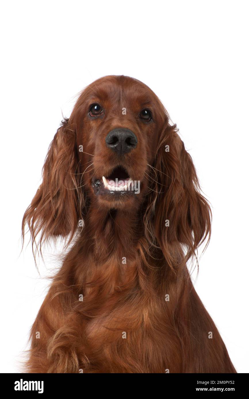DOG. Irish setter sitting - head and shoulders Stock Photo - Alamy