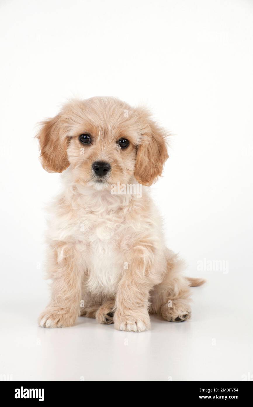 Cavachons hi-res stock photography and images - Alamy