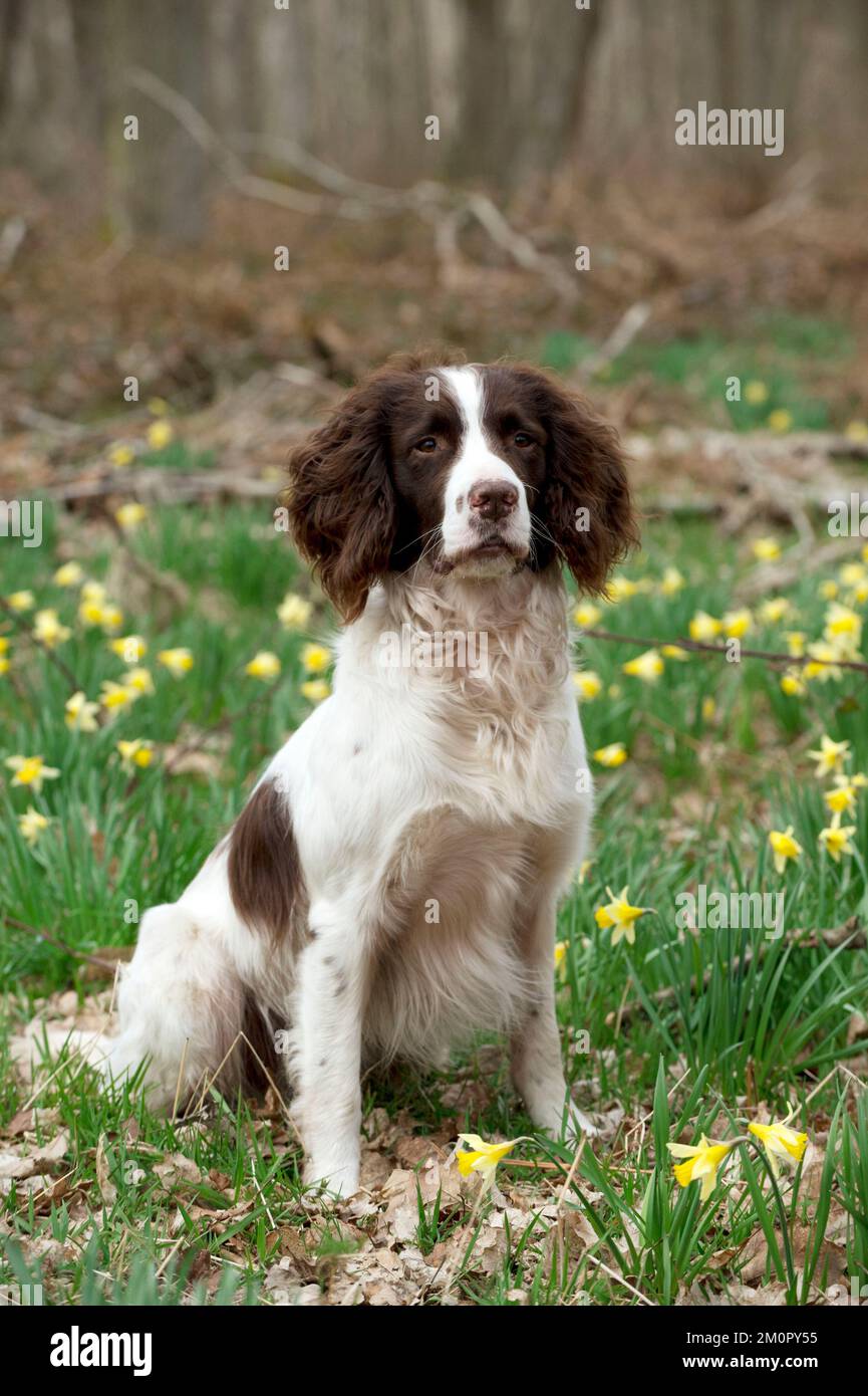 DOG - English springer spaniel sitting in daffodils Stock Photo - Alamy
