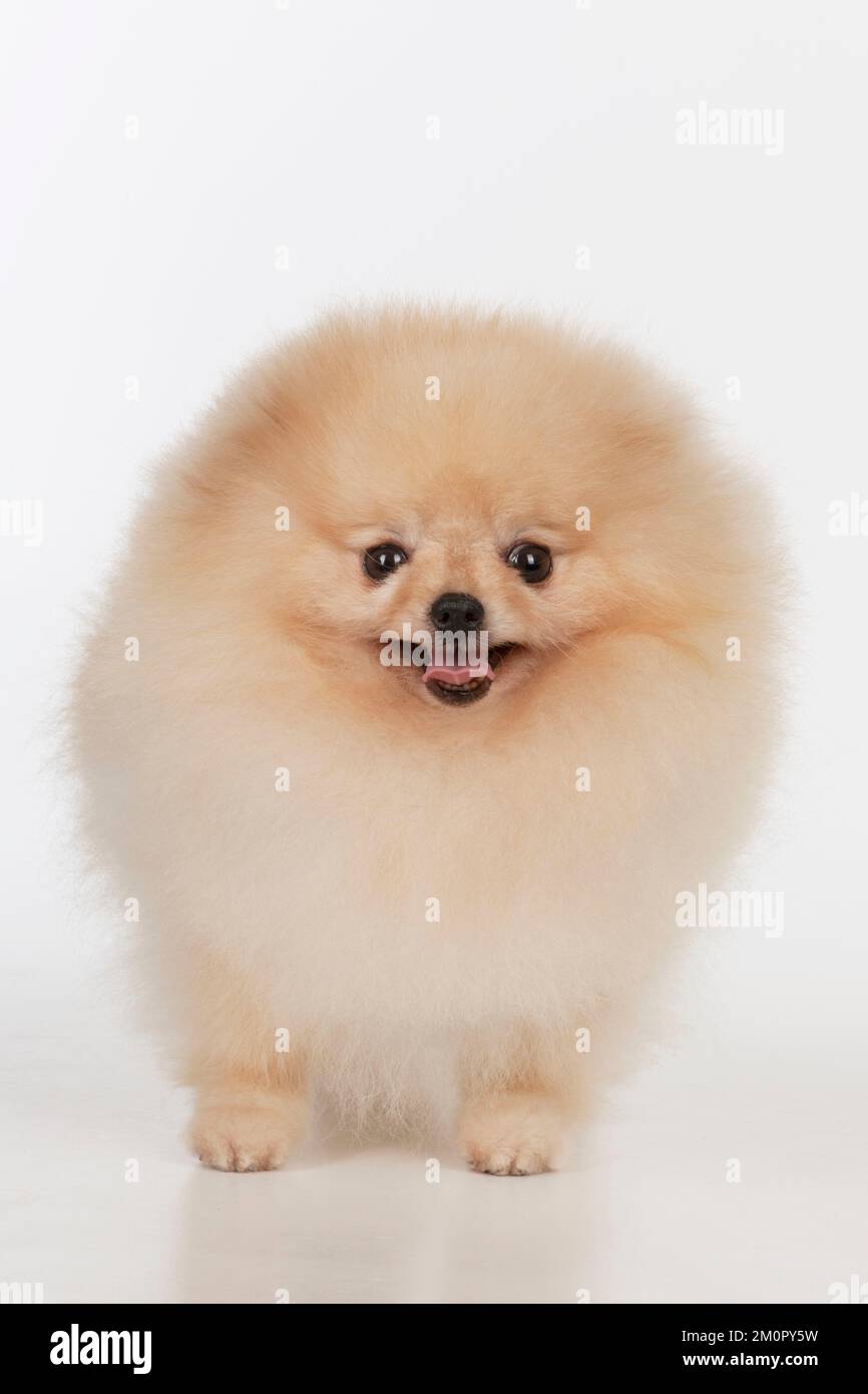 Dog - Pomerainian Stock Photo - Alamy