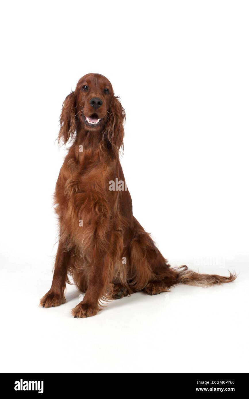 Sitting irish setter hi-res stock photography and images - Alamy