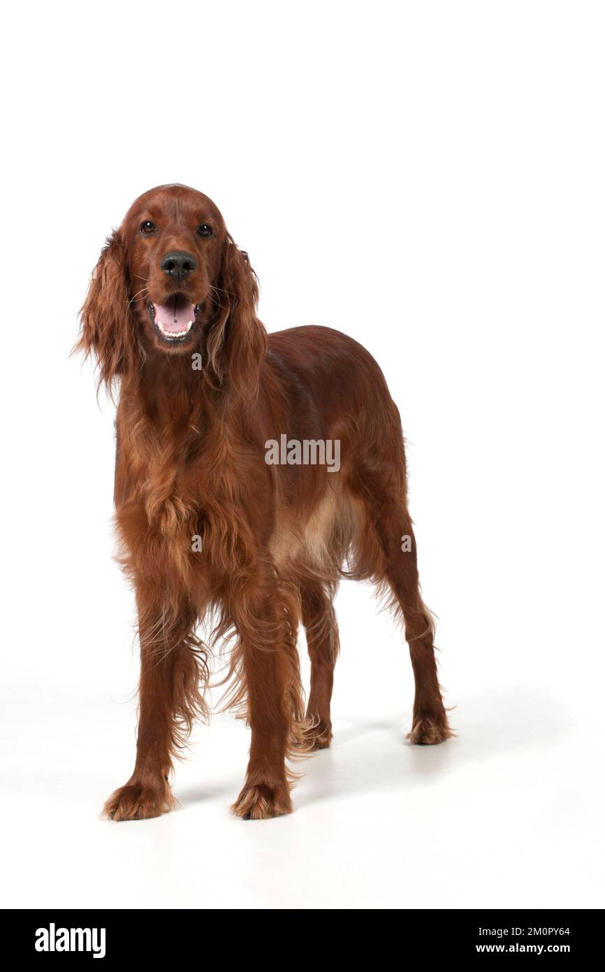 DOG - Irish setter Stock Photo - Alamy