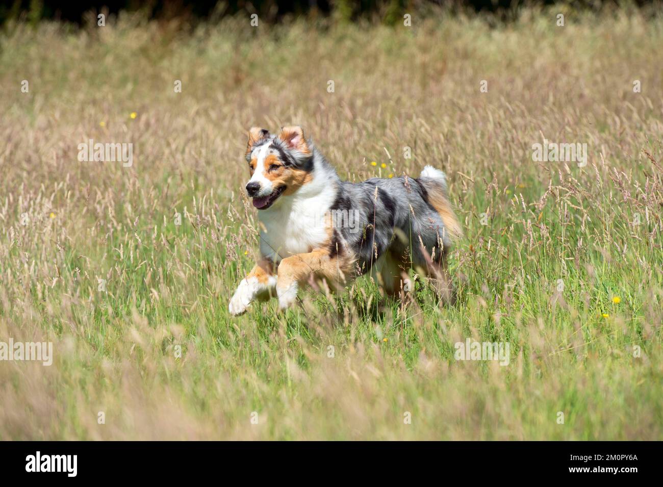 Running australian shepherds hi-res stock photography and images - Alamy
