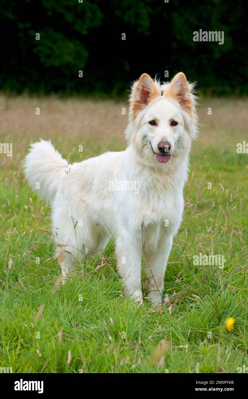 White alsatian hi-res stock photography and images - Alamy
