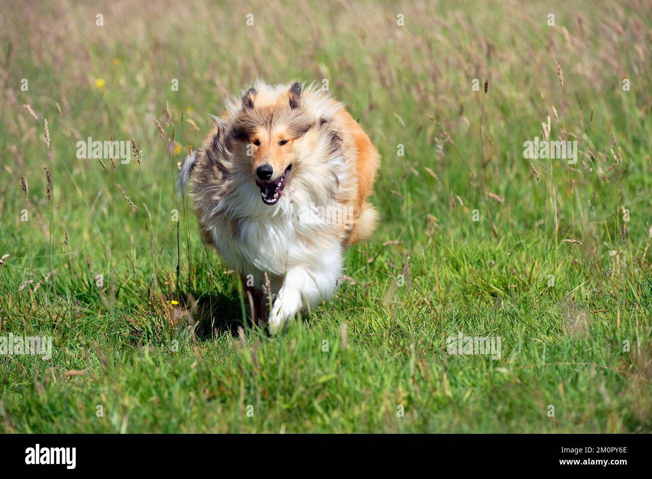Dog Rough Collie Stock Photo - Alamy