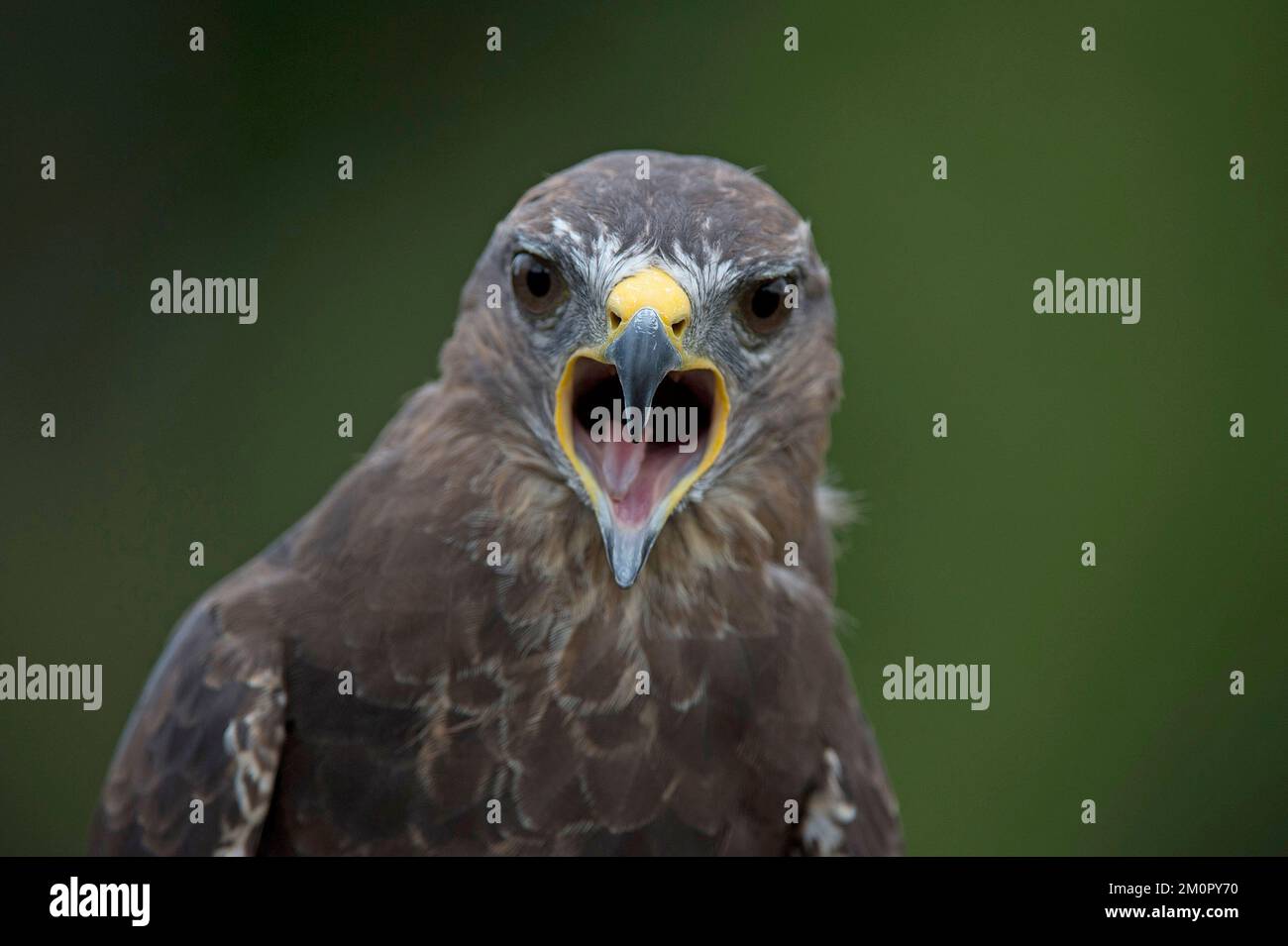 Bird expressions hi-res stock photography and images - Alamy