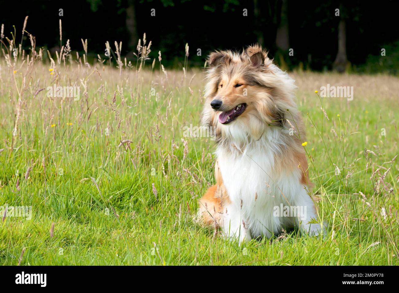 Dog Rough Collie Stock Photo - Alamy