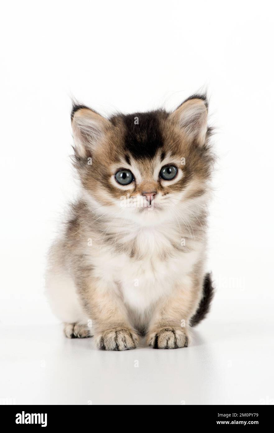 Shaded animals hi-res stock photography and images - Alamy