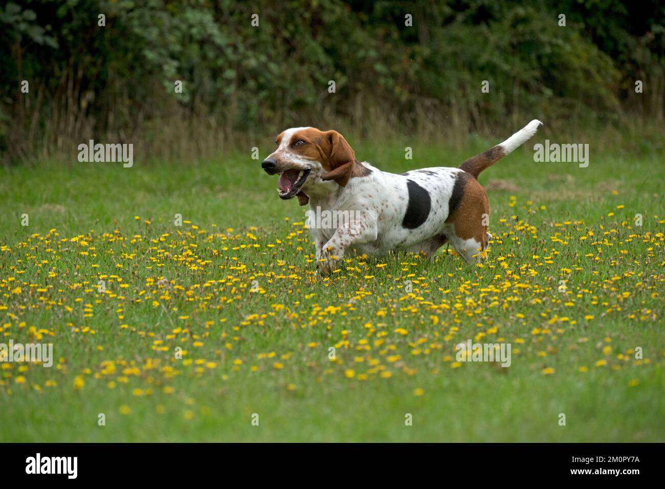 Running hounds hi-res stock photography and images - Alamy