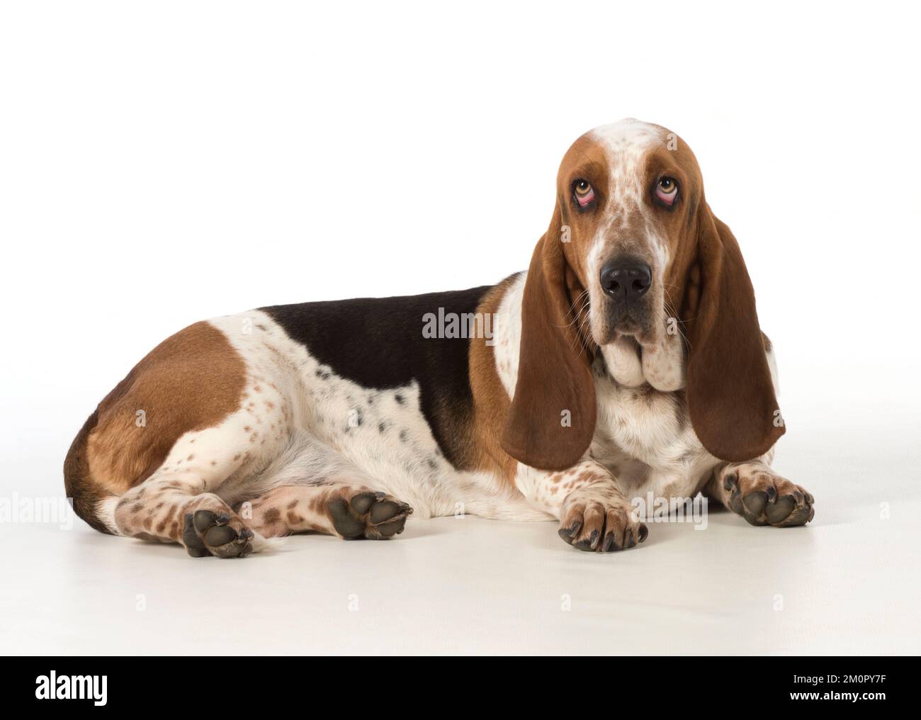 Dog Basset Hound Stock Photo - Alamy