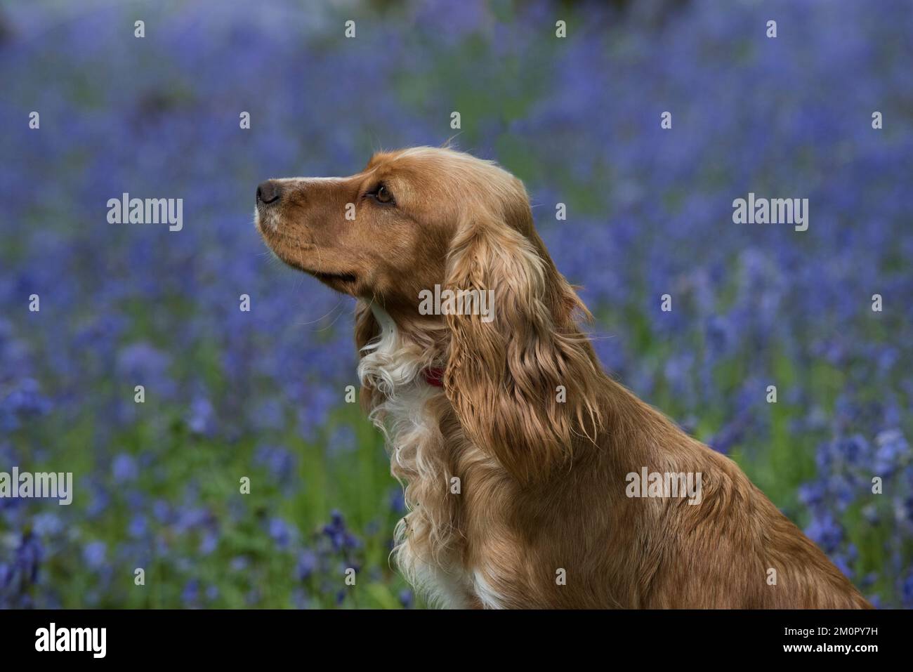 Dog Cocker Spaniel (working Stock Photo - Alamy