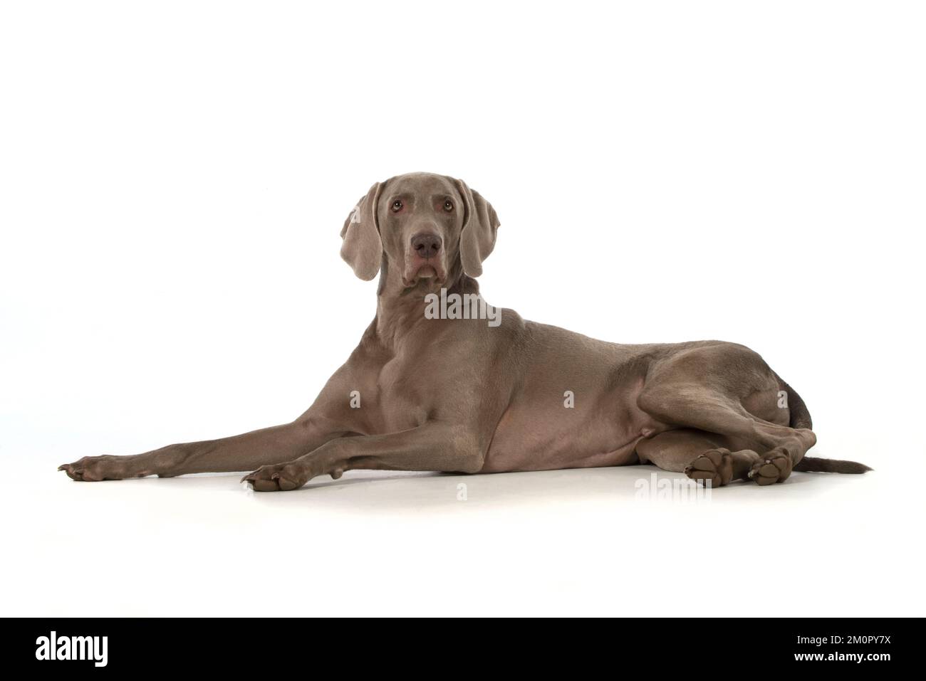 Weimaraner hi-res stock photography and images - Alamy