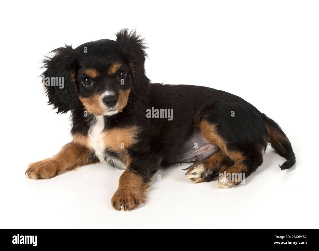 Dog Cavalier King Charles Spaniel 10 week old puppy Stock Photo - Alamy