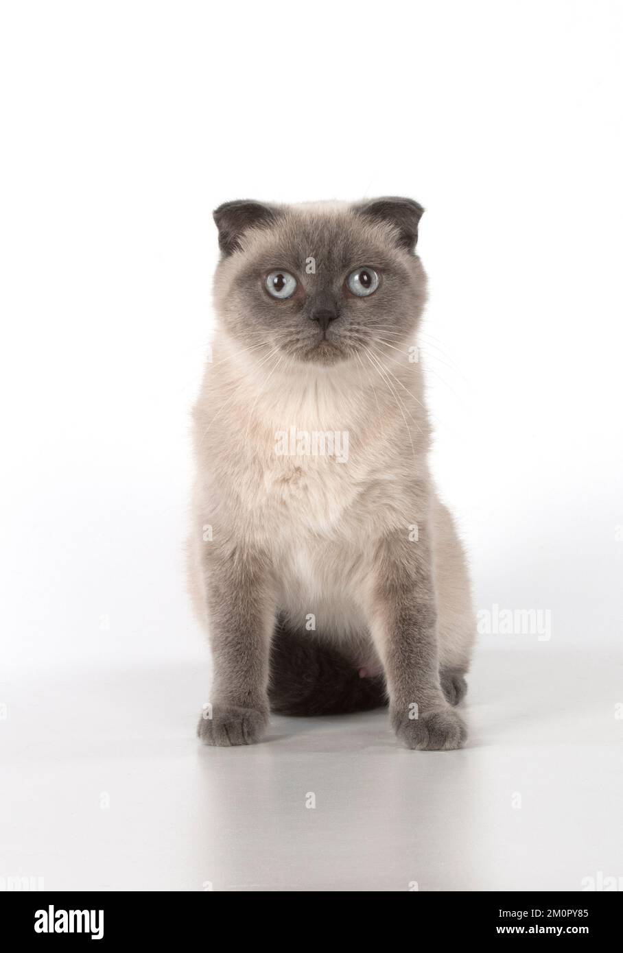 Cat Scottish Fold Stock Photo - Alamy