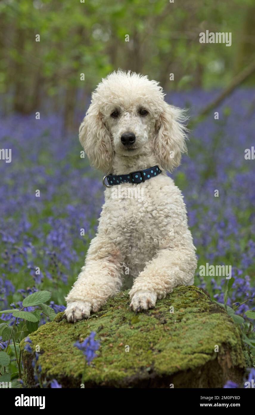 White labradoodle dog hi-res stock photography and images - Alamy