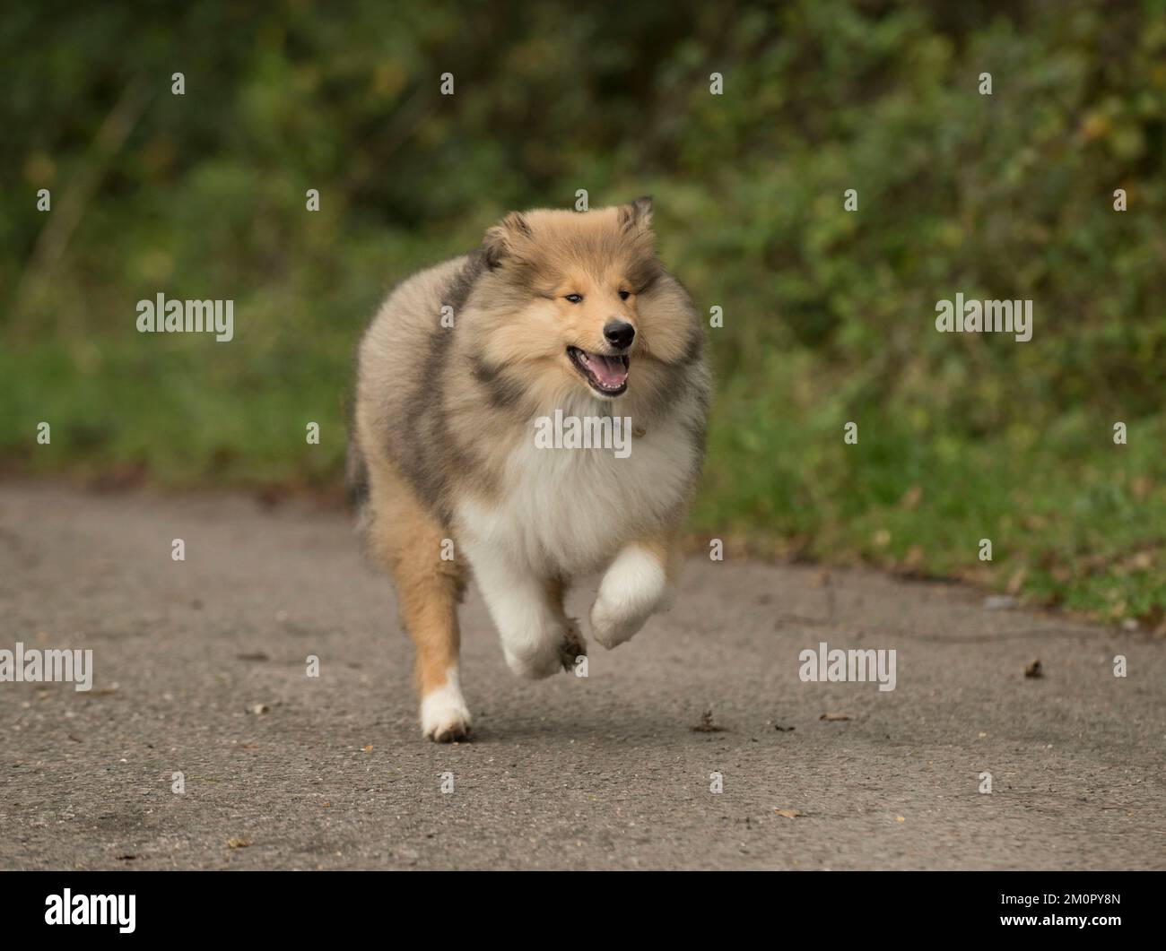 Puppy dog with camera hi-res stock photography and images - Alamy