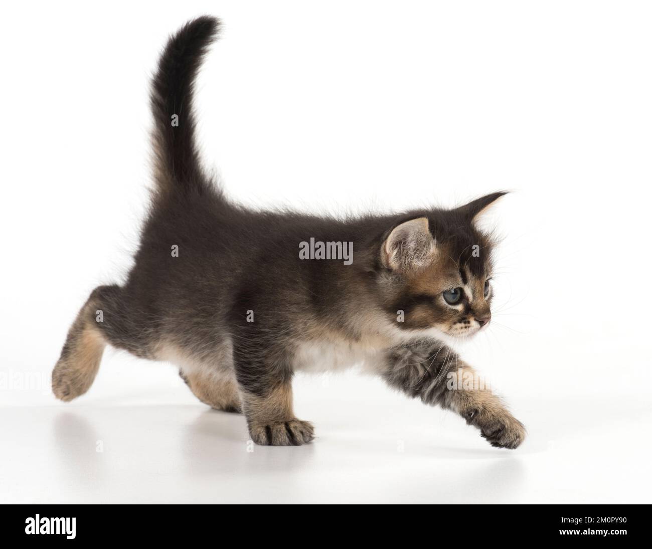 Cute weeks old tabby baby hi-res stock photography and images - Alamy