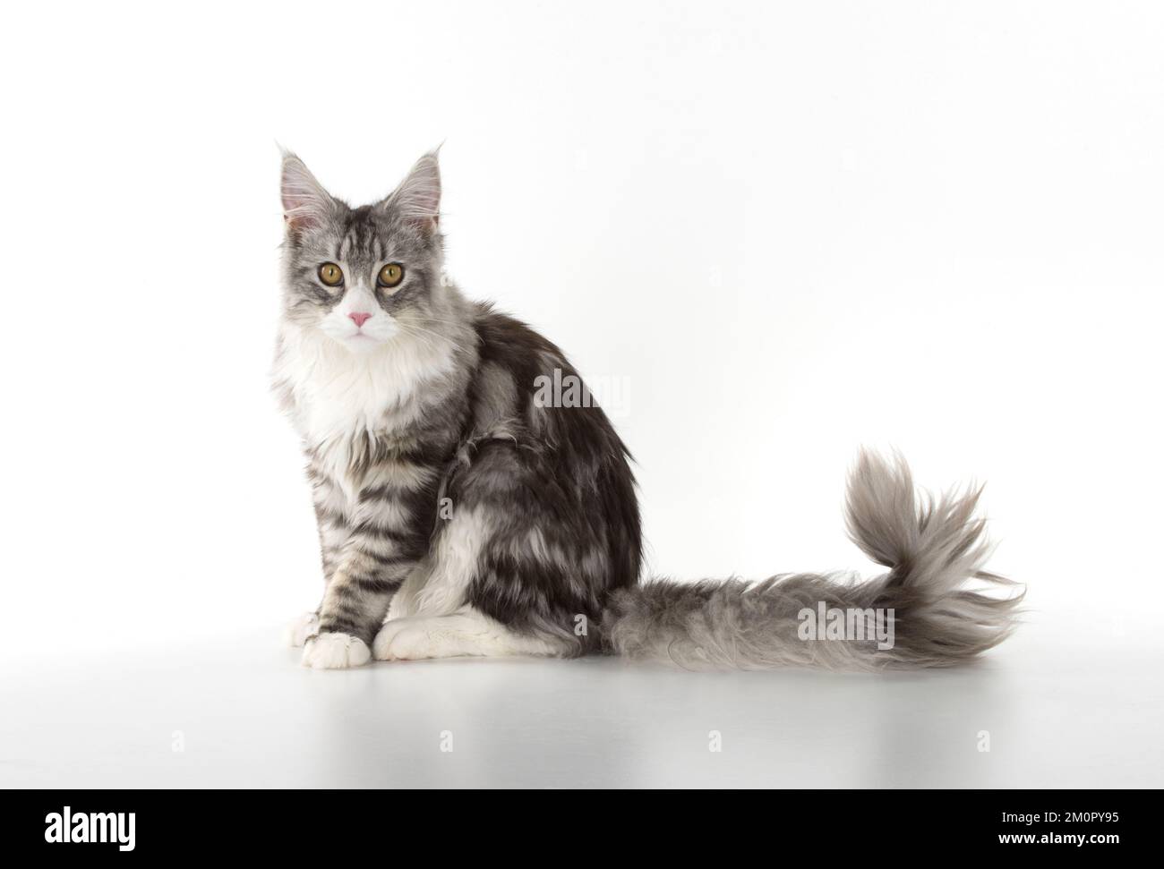 Cat Maine Coon sitting Stock Photo - Alamy